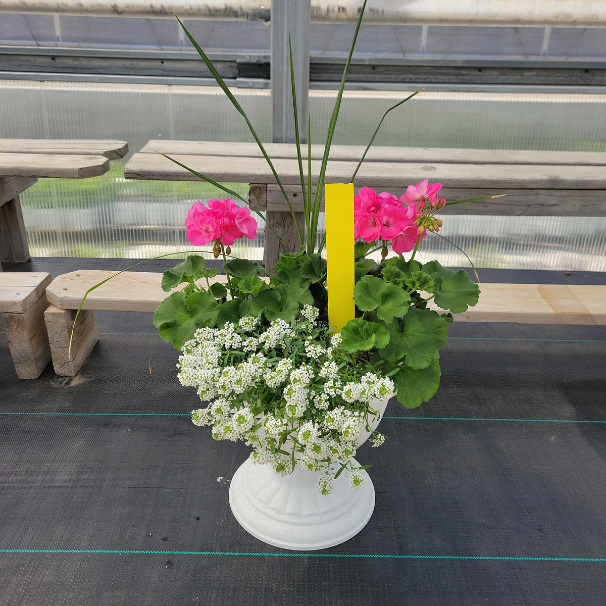 Geranium - 12" Wide x 11" Tall White Plastic Urn | Knobloch's Greenhouse