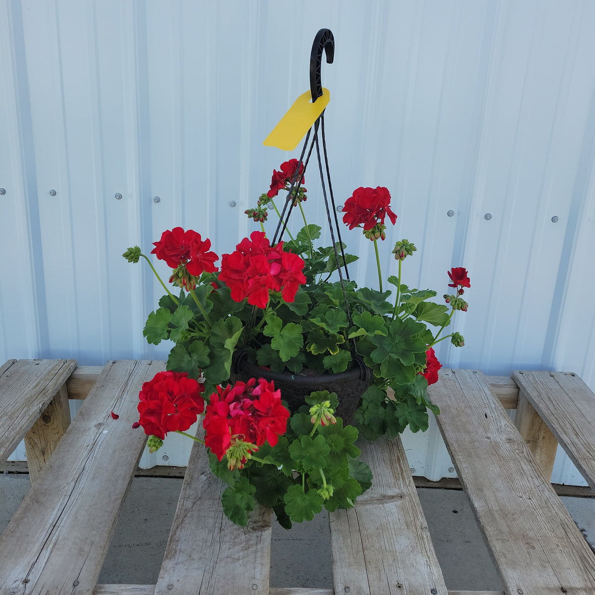 Geranium Hanging Basket With Sides Planted - 12" Diameter | Knobloch's ...