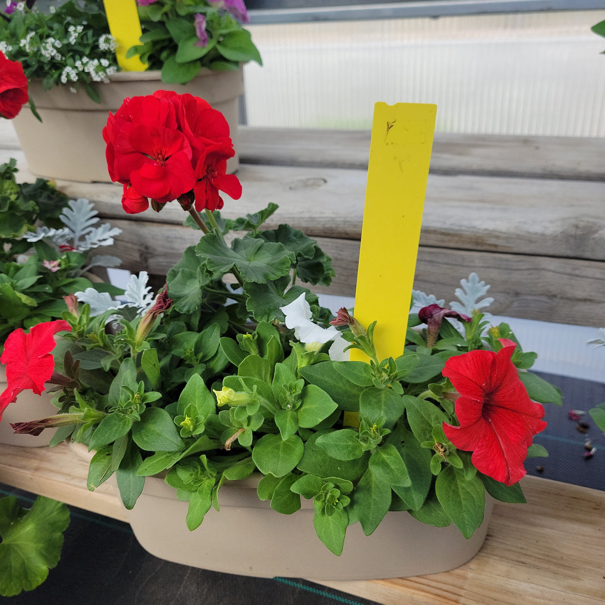 Small Planter (Sun) - 12" Long Oval | Knobloch's Greenhouse