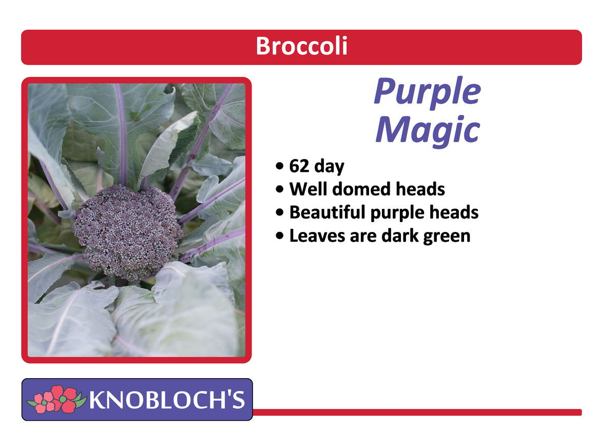 Broccoli - Purple Magic | Knobloch's Greenhouse