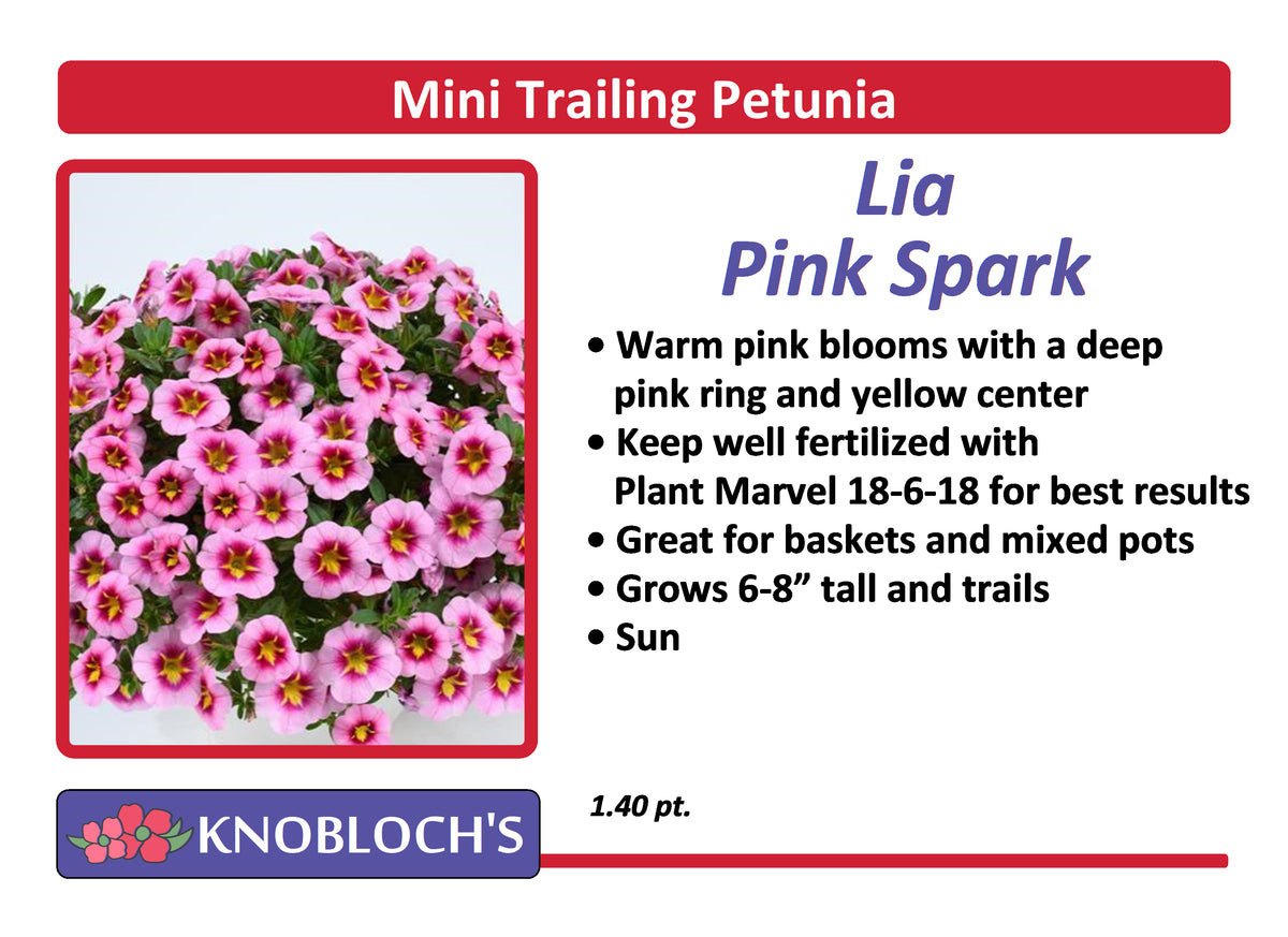 Petunia - Mini Trailing Lia Pink Spark | Knobloch's Greenhouse