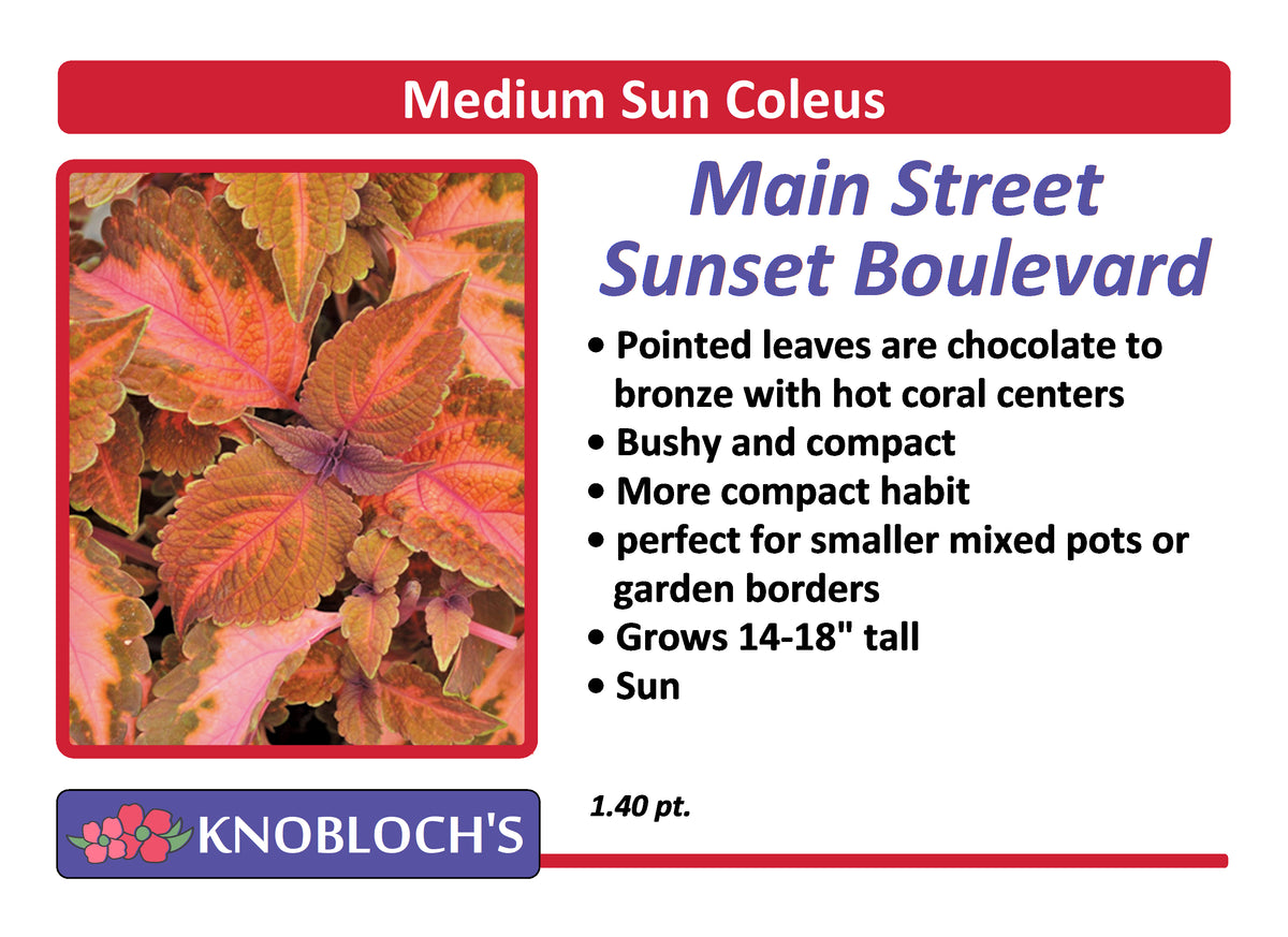 Coleus - Main Street Sunset Boulevard | Knobloch's Greenhouse