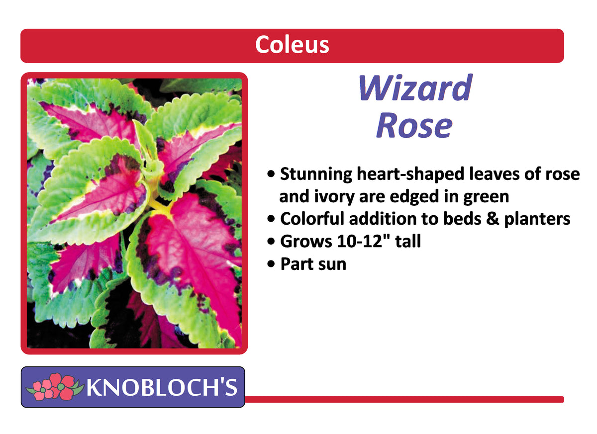 Coleus - Wizard Rose | Knobloch's Greenhouse