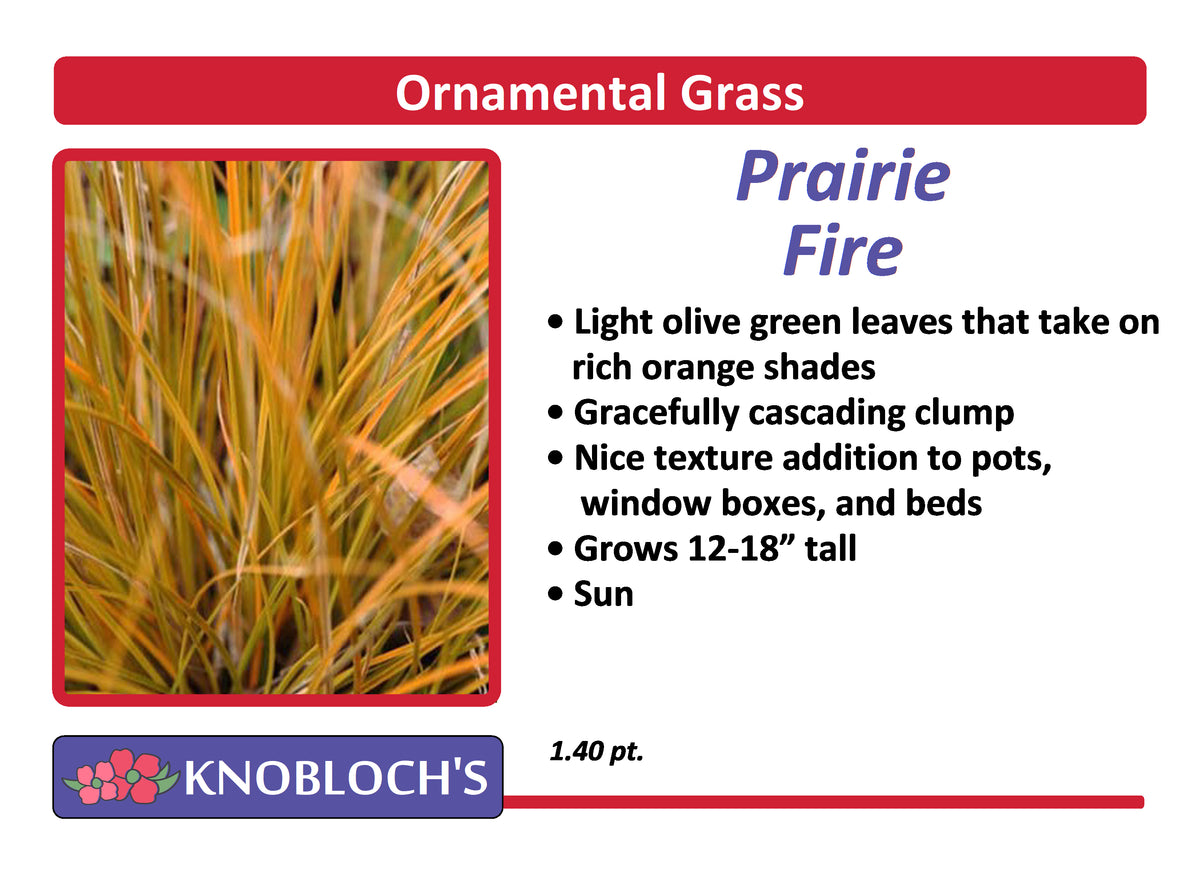 Grass - Prairie Fire | Knobloch's Greenhouse