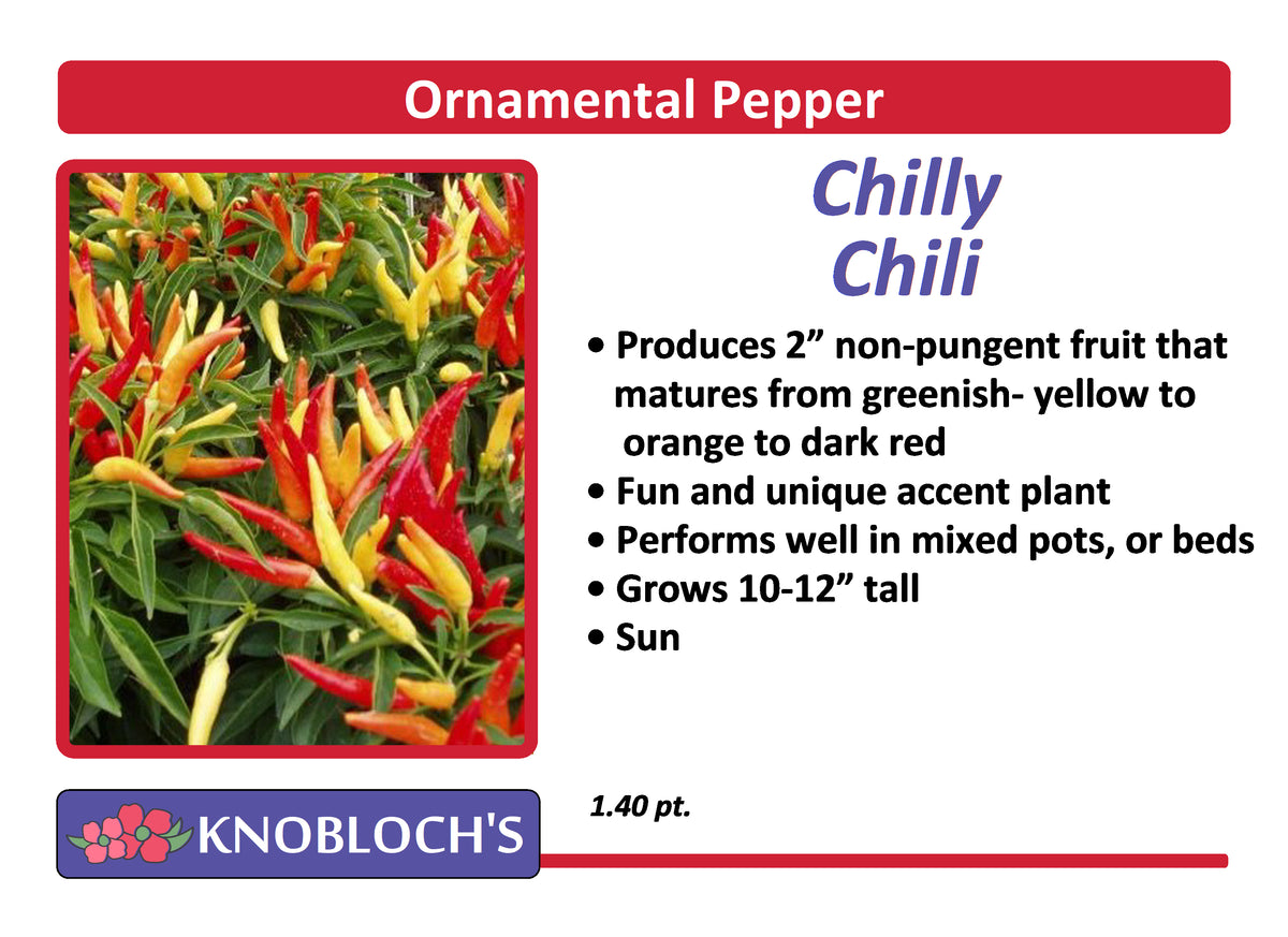 Ornamental Pepper - Chilly Chilli | Knobloch's Greenhouse