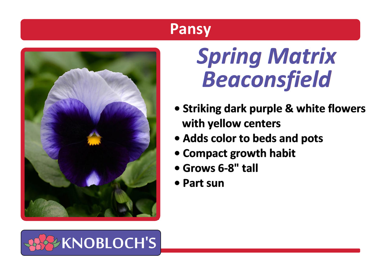 Pansy - Spring Matrix Beaconsfield | Knobloch's Greenhouse