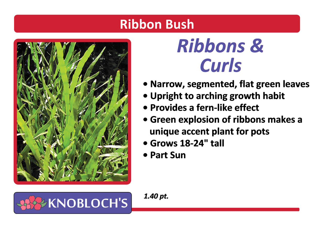 Ribbon Bush - Ribbons & Curls | Knobloch's Greenhouse