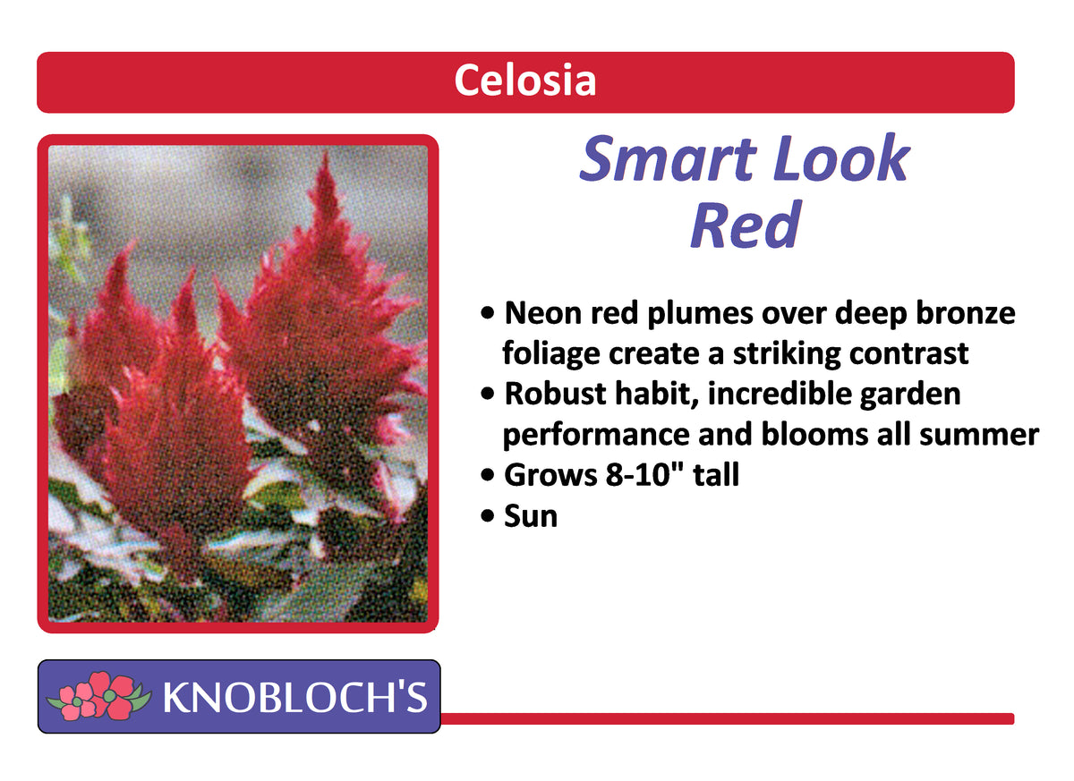 Celosia - Smart Look Red | Knobloch's Greenhouse