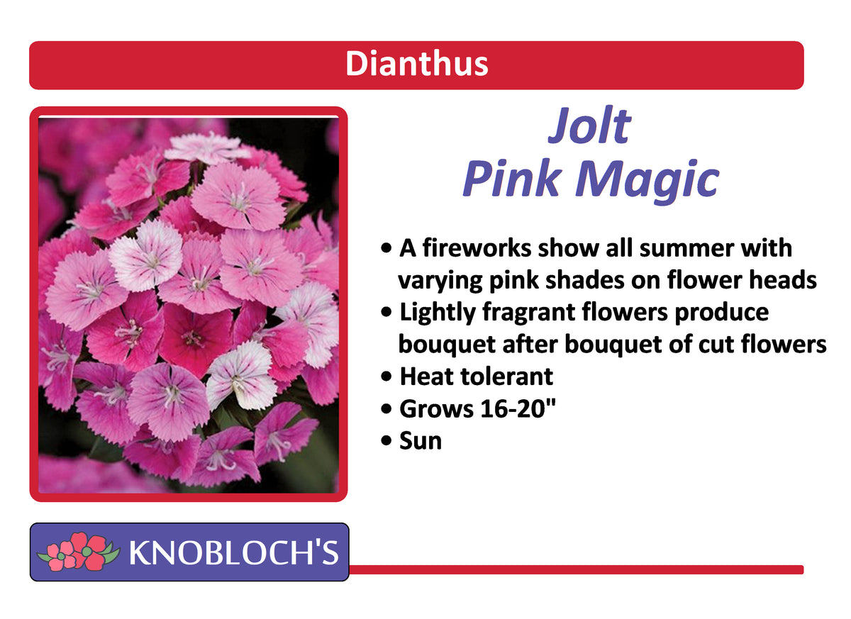 Dianthus - Jolt Pink Magic | Knobloch's Greenhouse