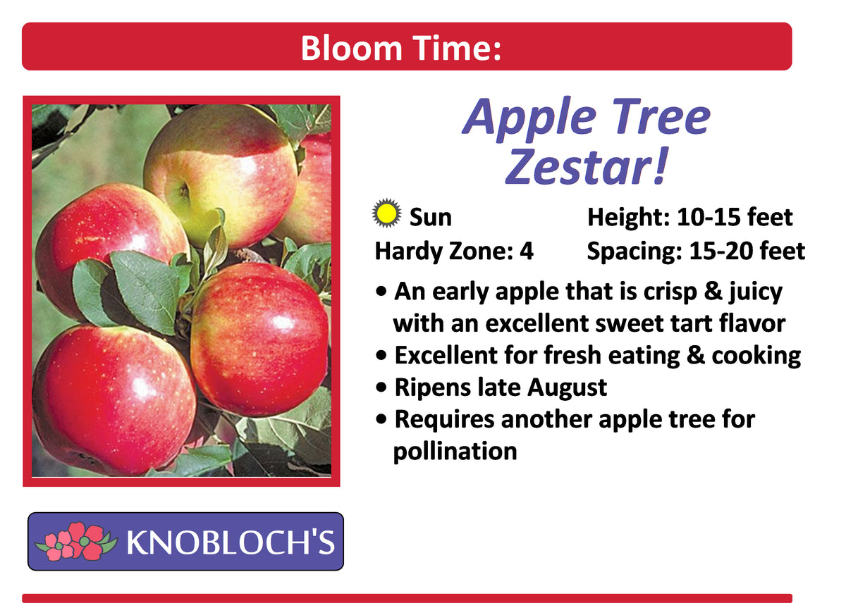 Apple - Zestar | Knobloch's Greenhouse