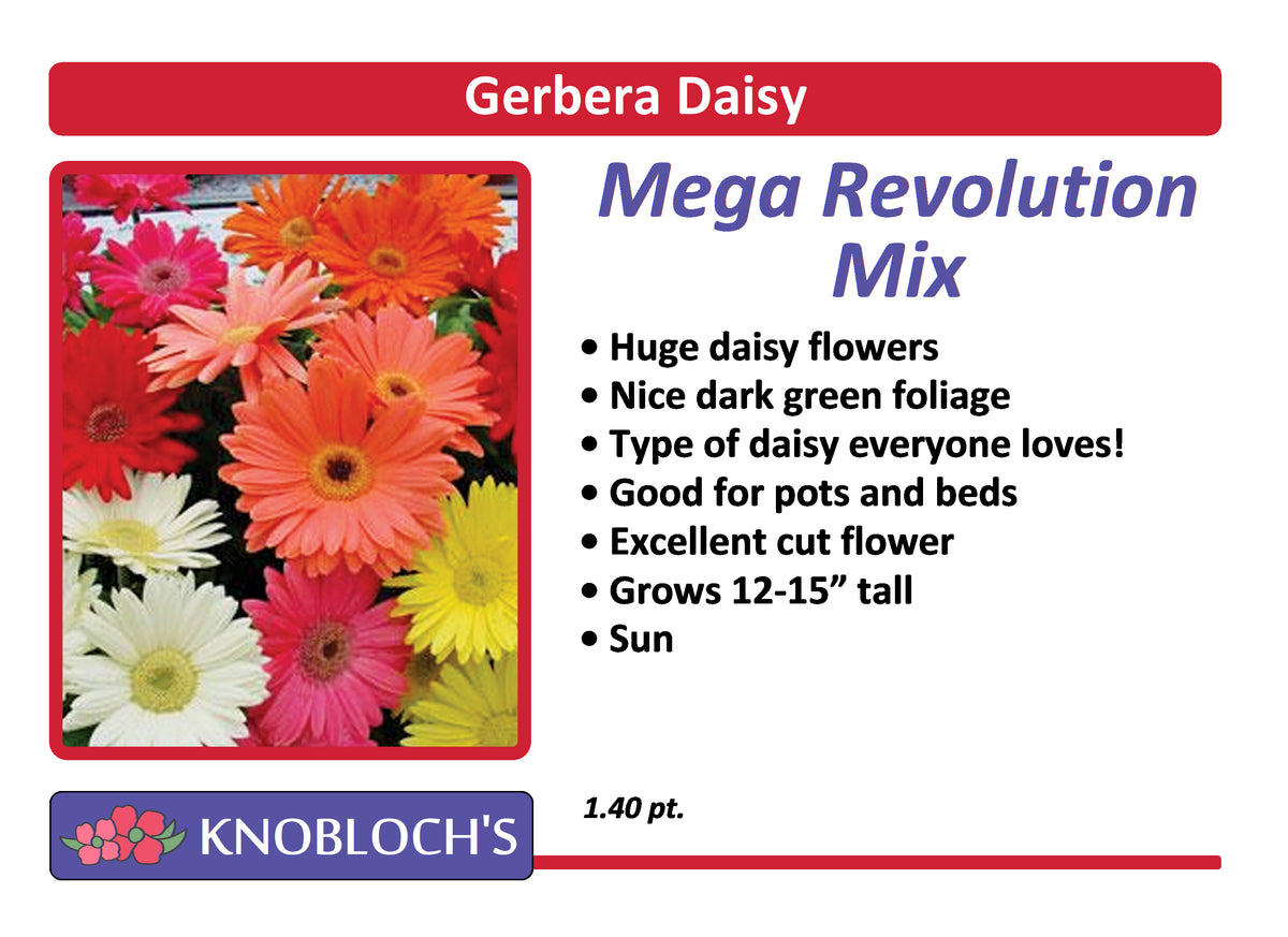 Gerbera Daisy - Revolution Mix | Knobloch's Greenhouse