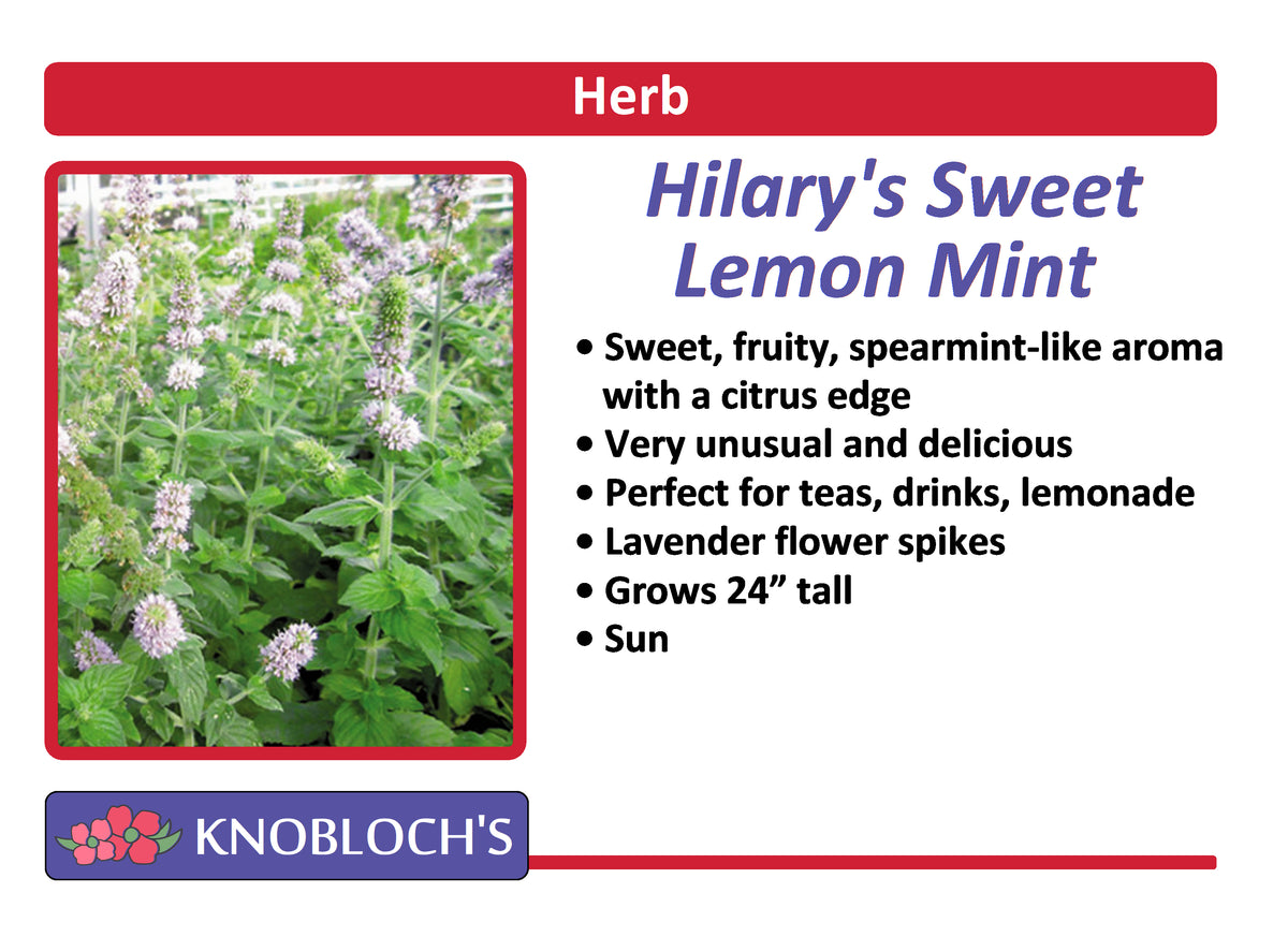 Mint - Hilary's Sweet Lemon | Knobloch's Greenhouse