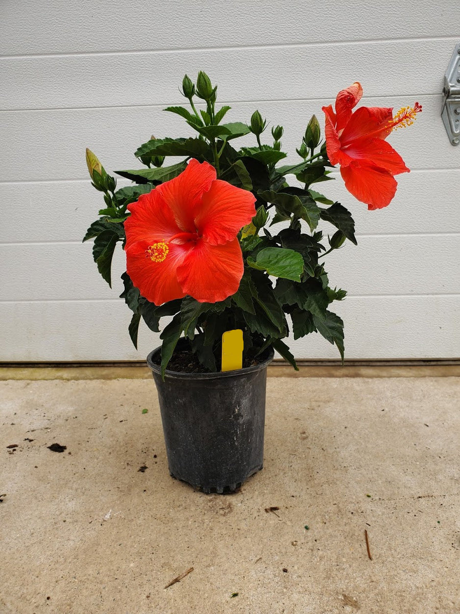 Tropical Hibiscus - Small Bush | Knobloch's Greenhouse