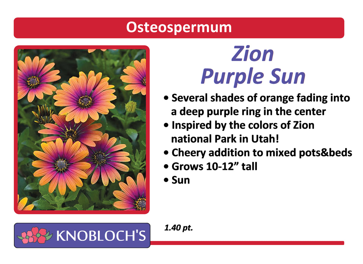 Osteo - Zion Purple Sun | Knobloch's Greenhouse