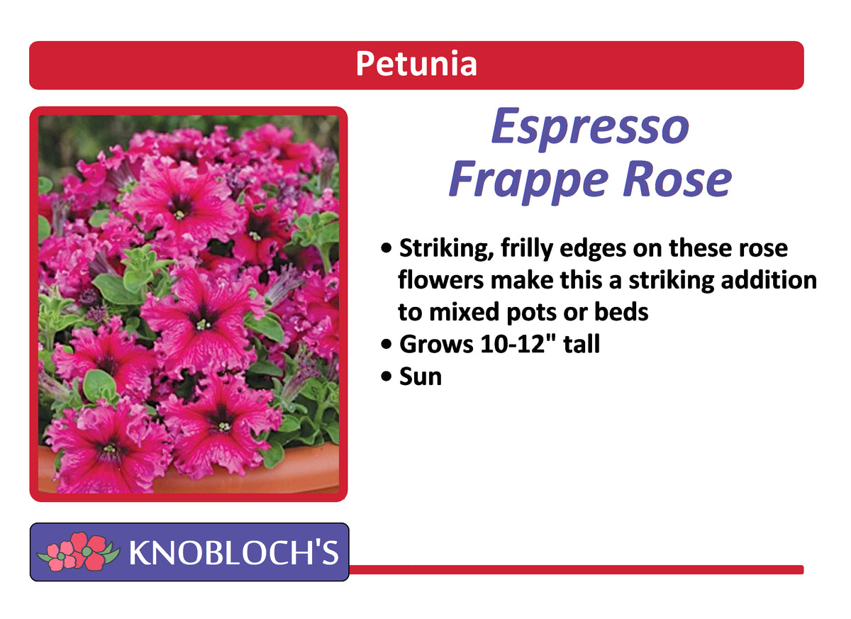 Petunia - Espresso Frappe Rose | Knobloch's Greenhouse